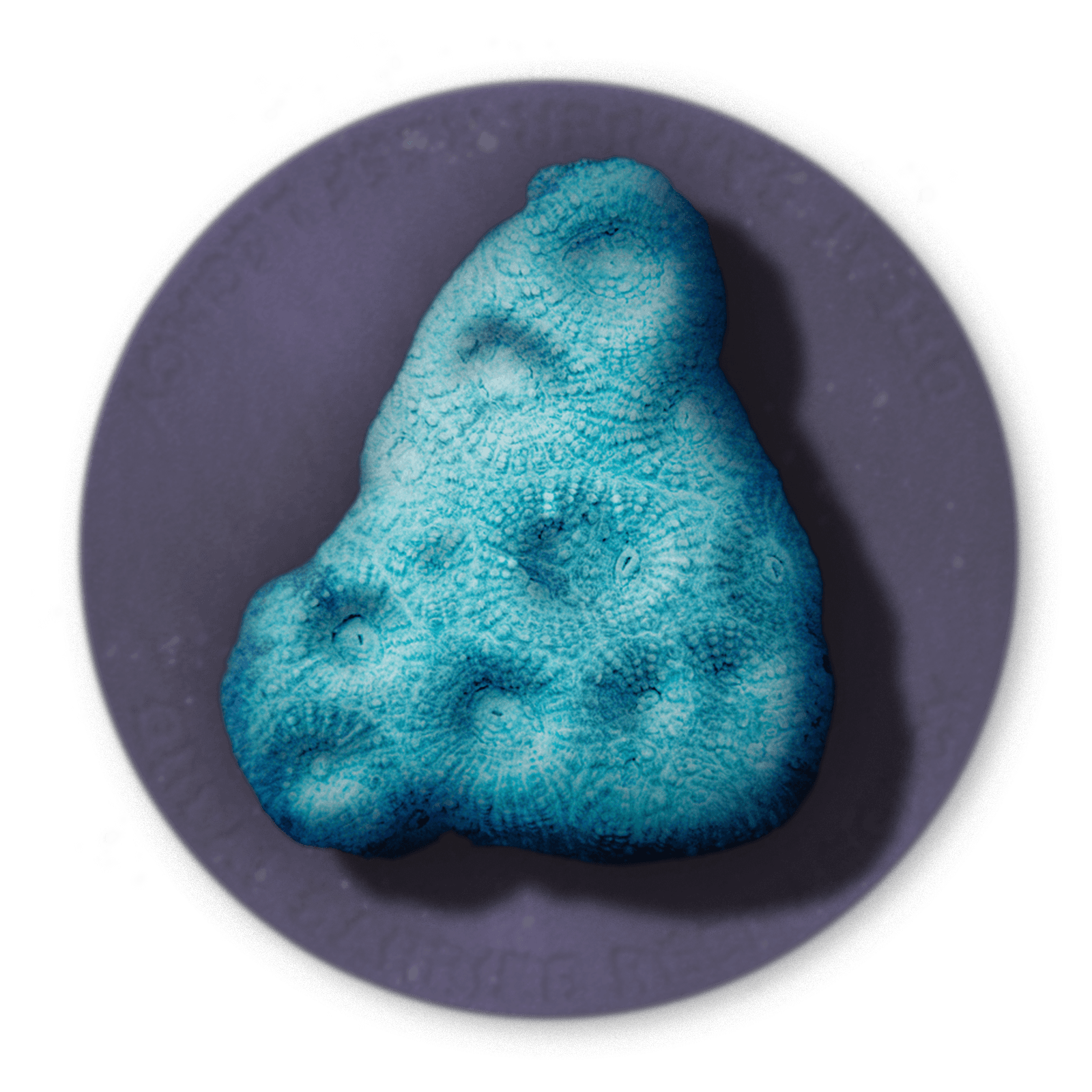 The Forever Reef Project