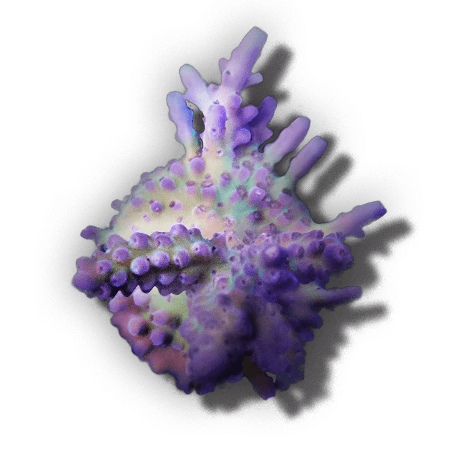 The Forever Reef Project