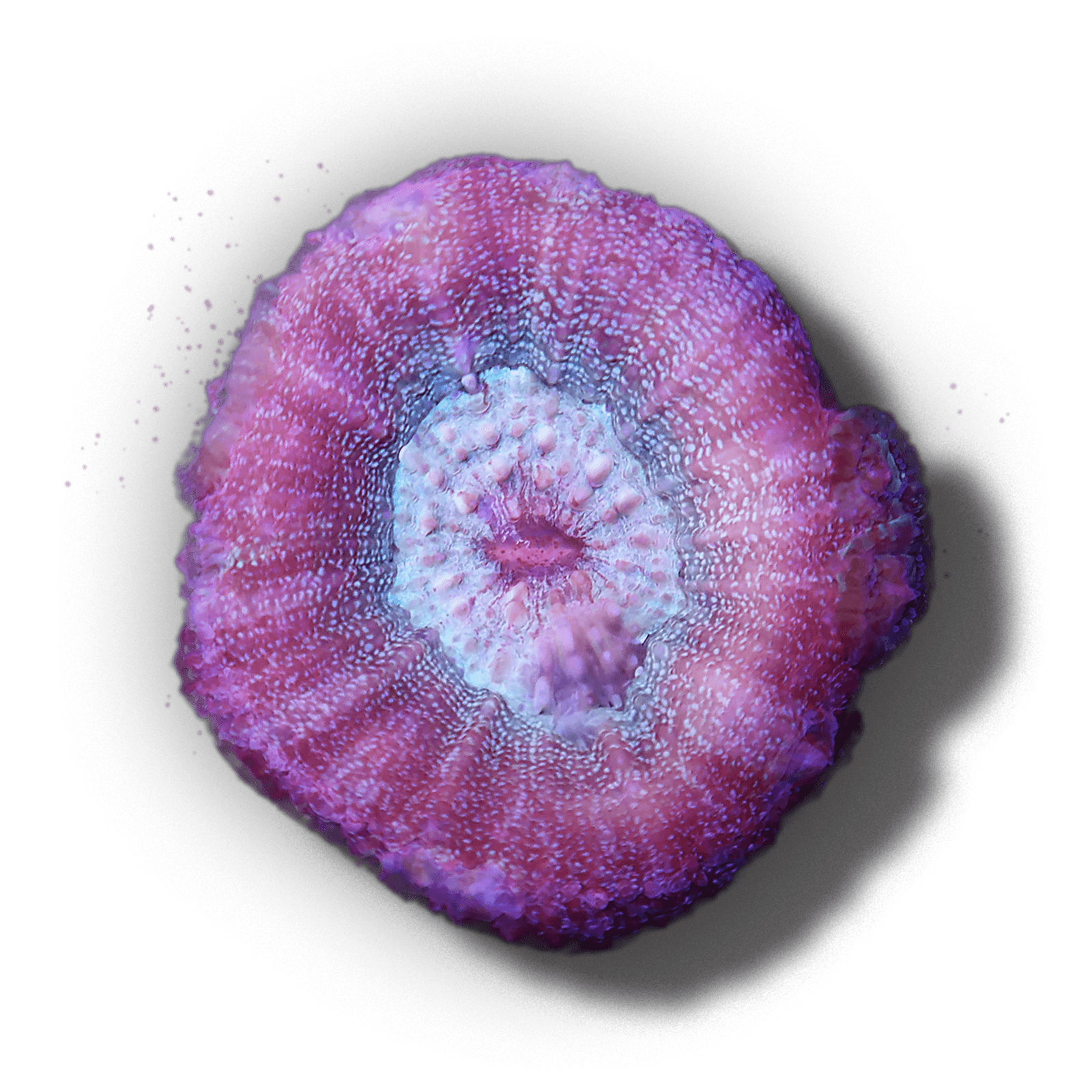 The Forever Reef Project