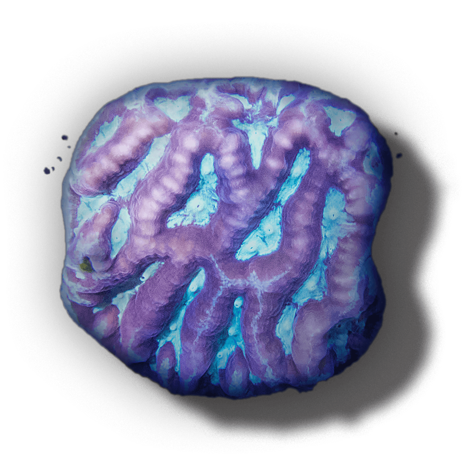 The Forever Reef Project