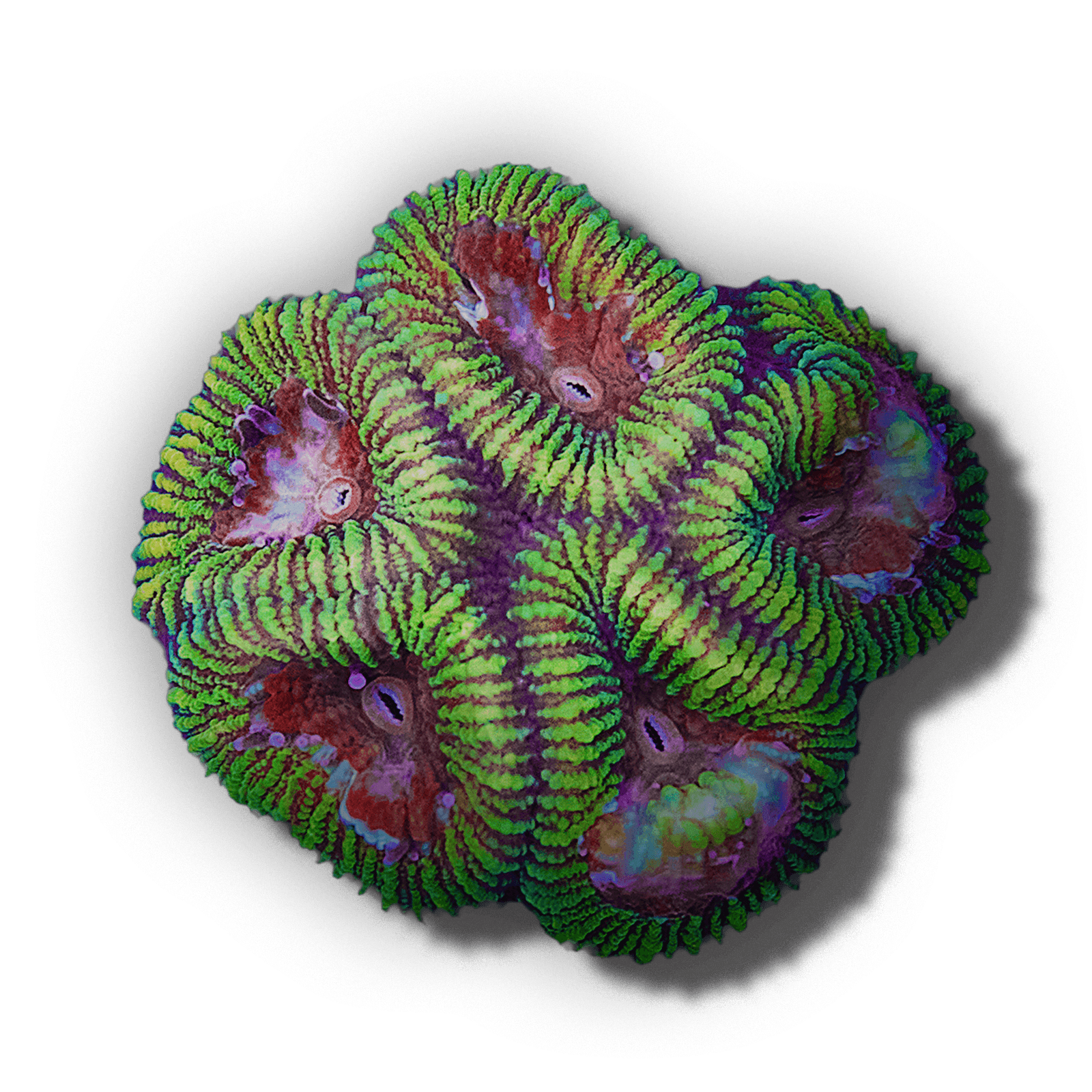 The Forever Reef Project