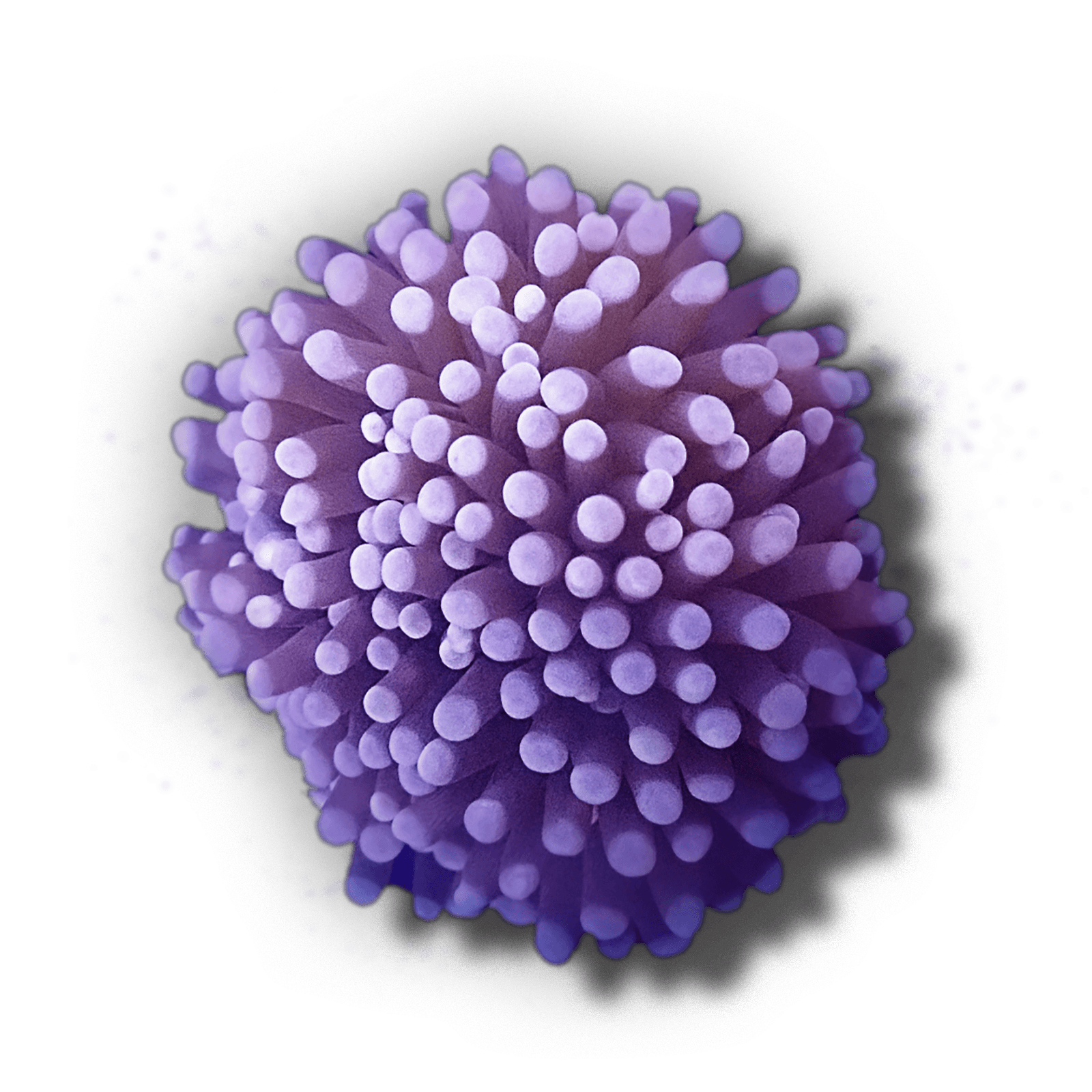 The Forever Reef Project