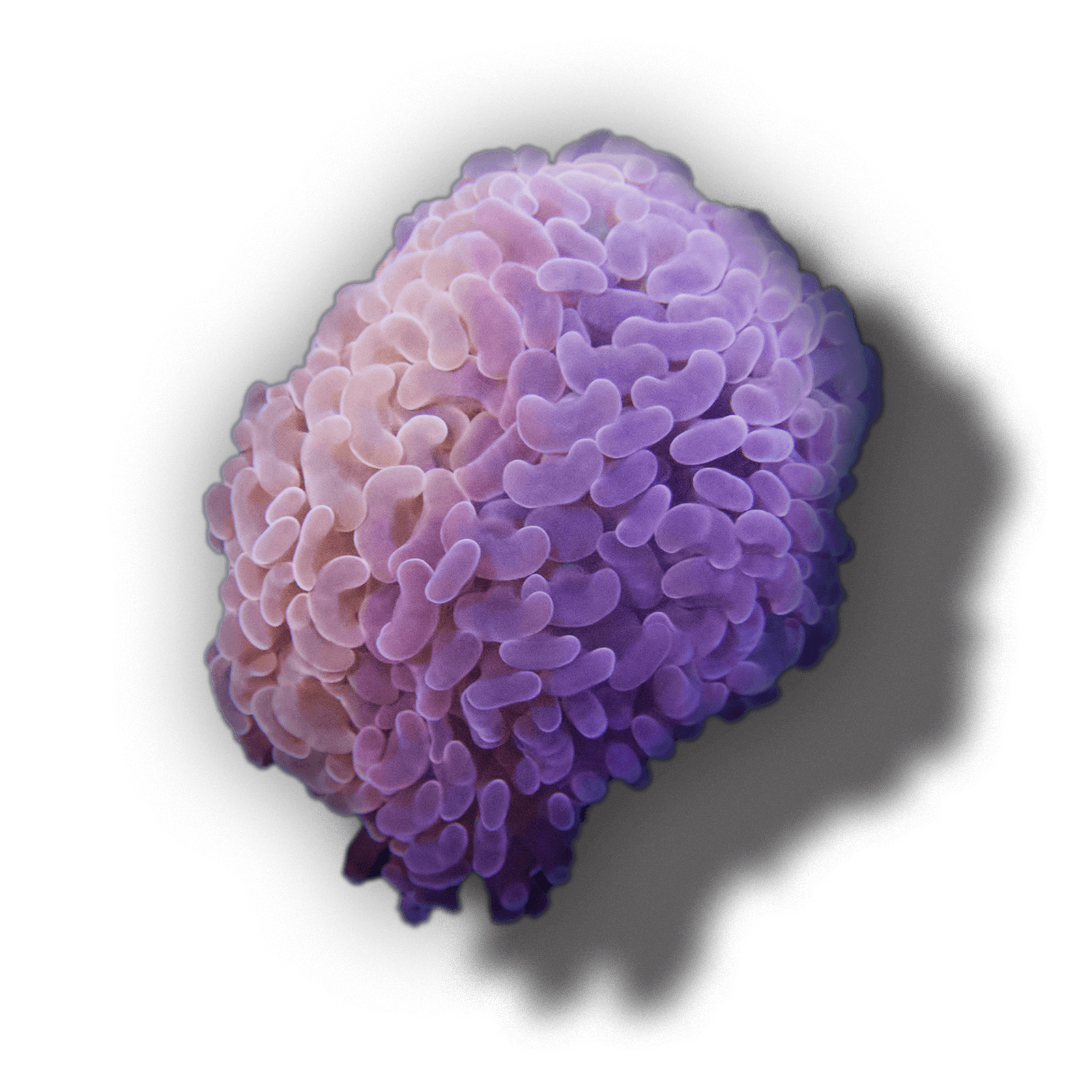 The Forever Reef Project
