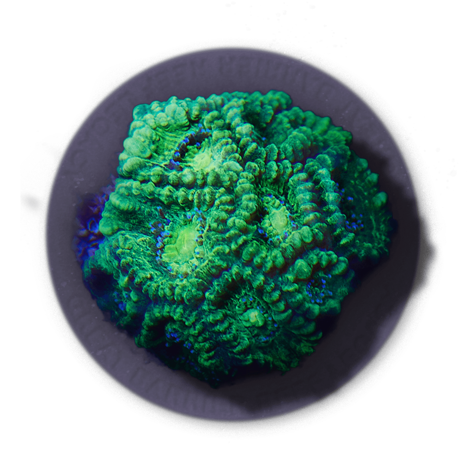 The Forever Reef Project