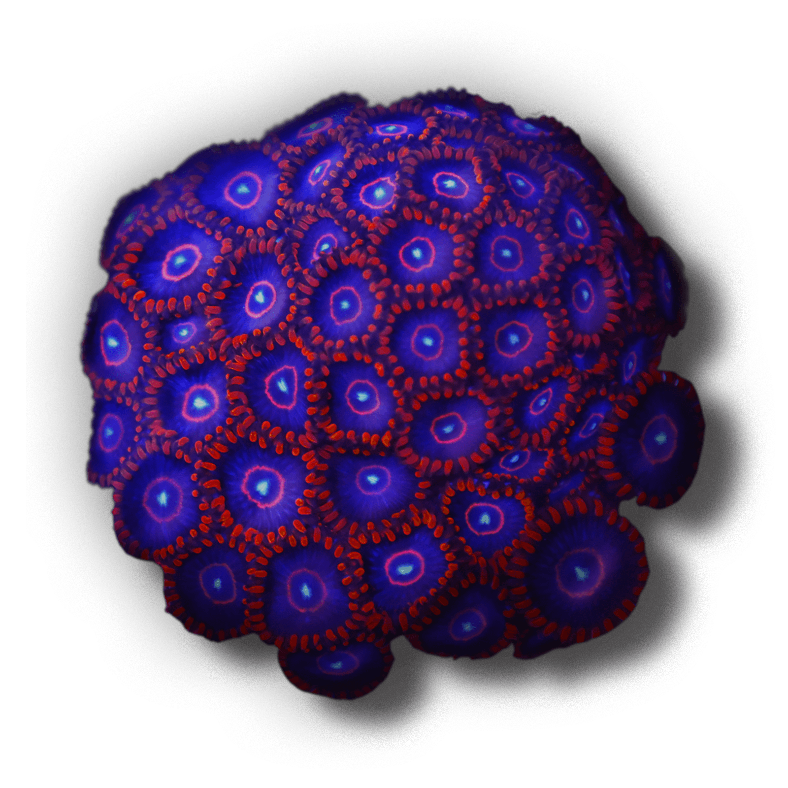 The Forever Reef Project